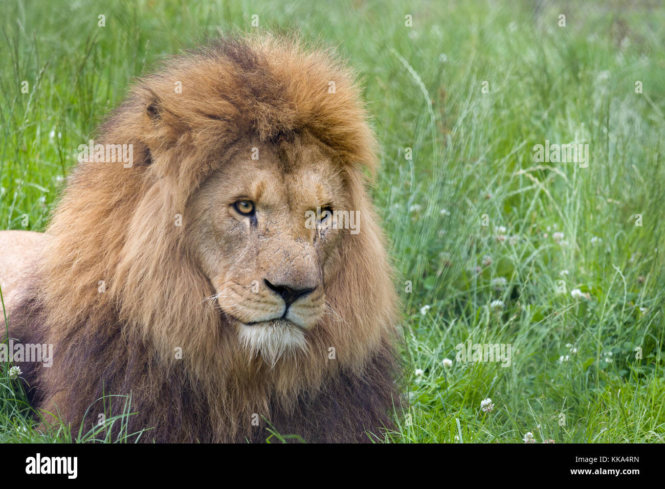 Lion in grasslands hi-res stock photography and images - Alamy