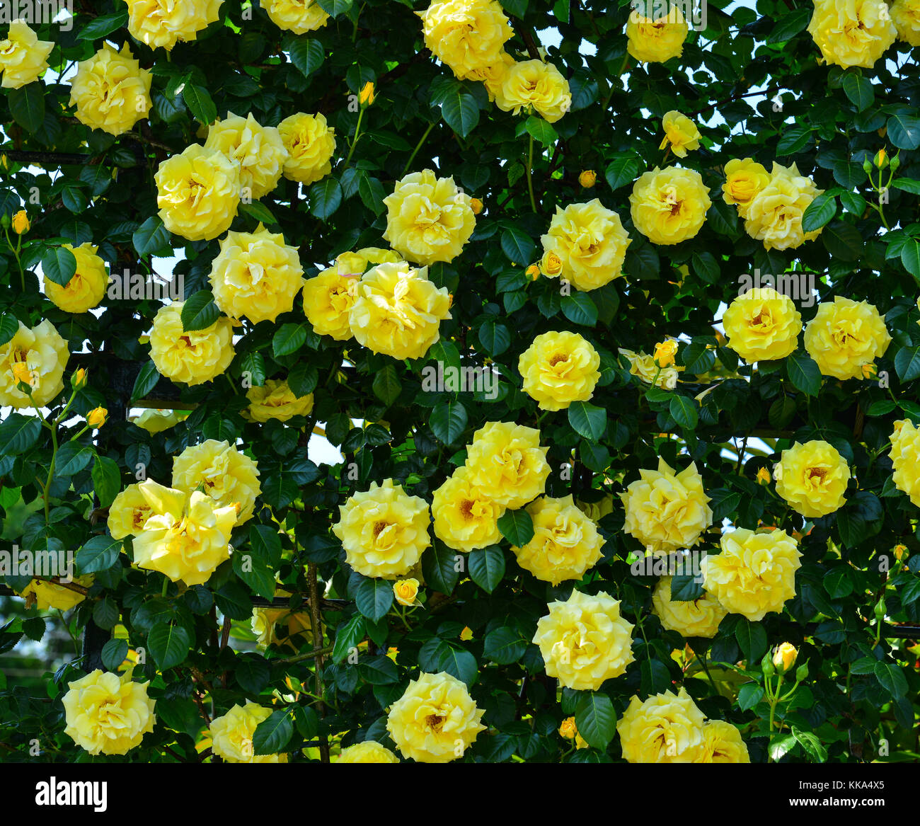Yellow roses blooming at Ashikaga Park in Tochigi Prefecture, Japan ...