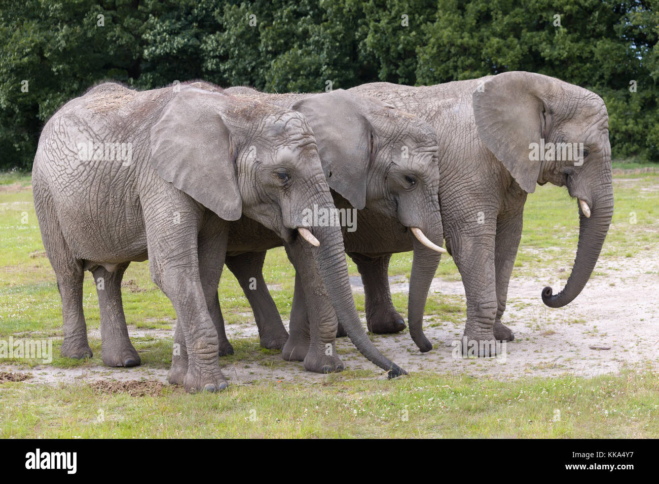 Four elephants hi-res stock photography and images - Alamy