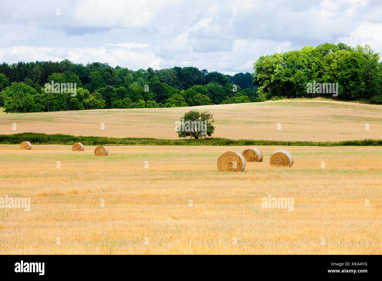 Field with Bales of Hay with Trees in Background Stock Photo - Alamy