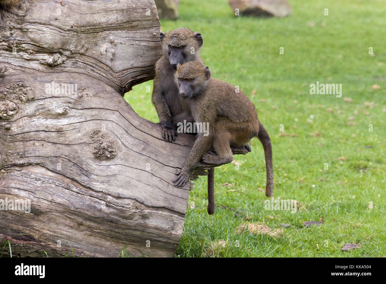 Olive baboons troop hi-res stock photography and images - Alamy