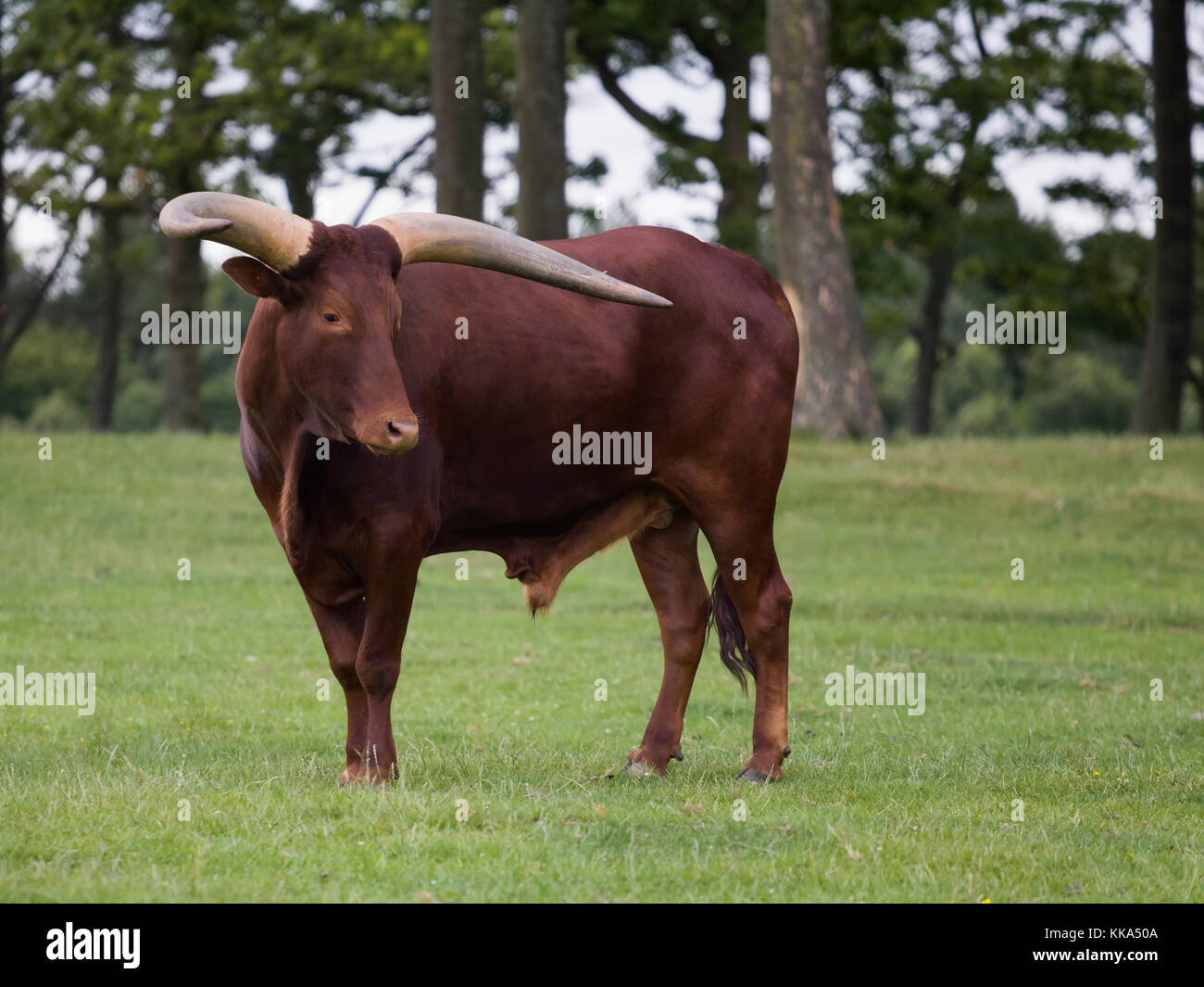 Adult species of an African male Ankole cattle Stock Photo - Alamy
