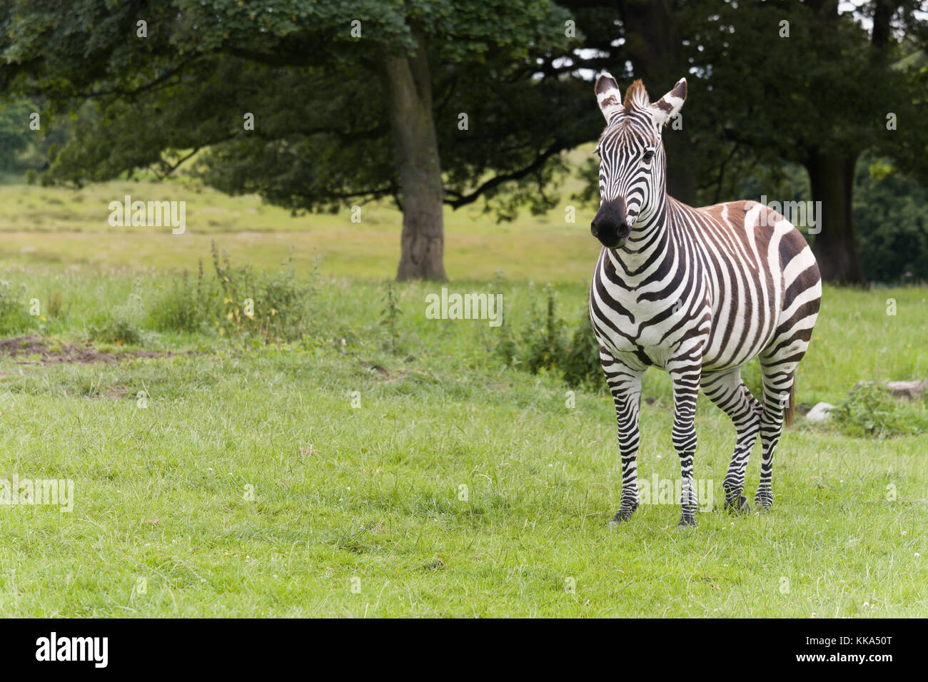 African zebra standing in the shade of a tree Stock Photo - Alamy