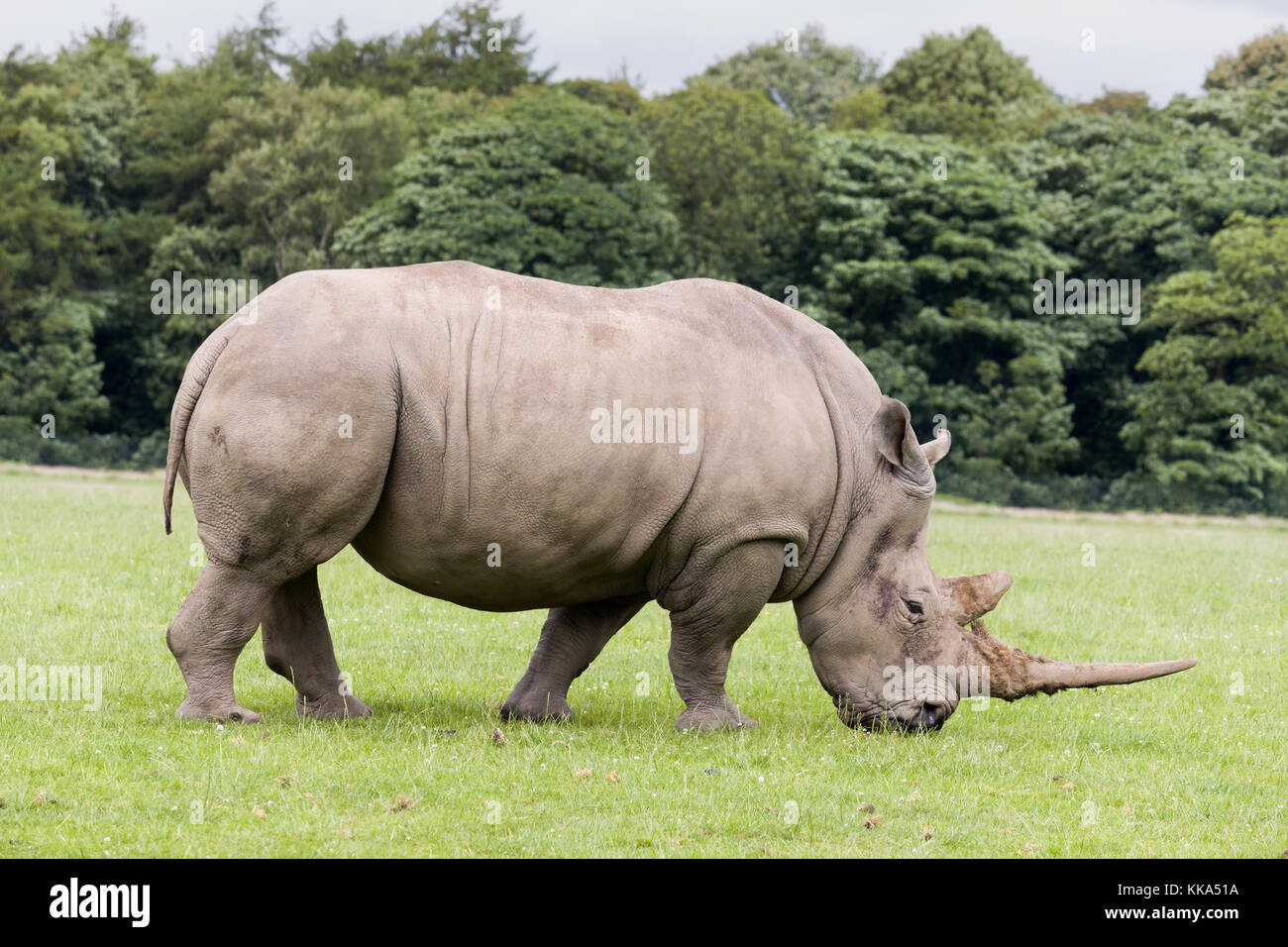 Adult species of African White Rhino Stock Photo - Alamy