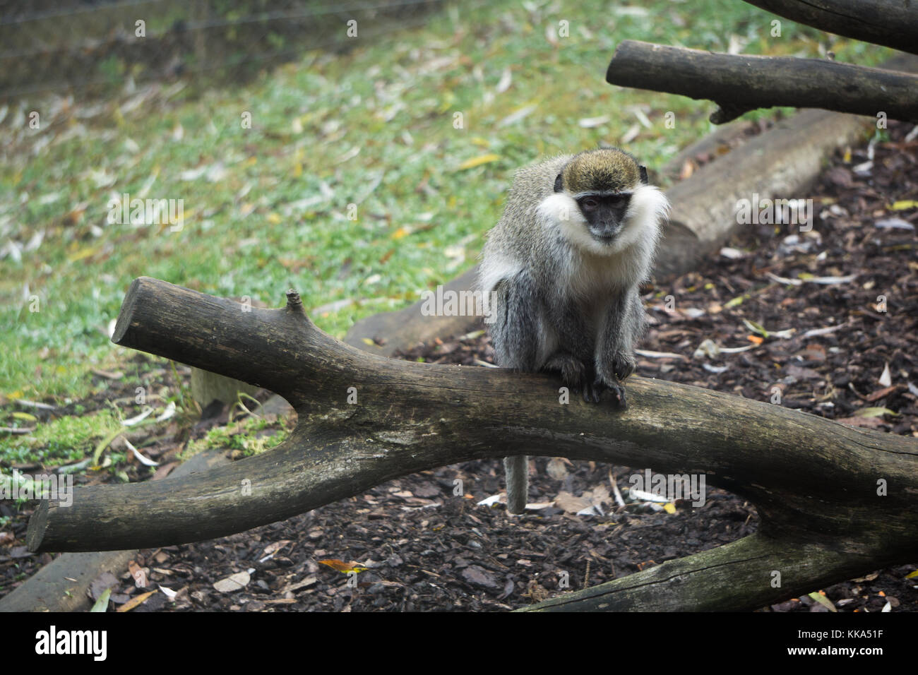 Baby monkey on log hi-res stock photography and images - Alamy
