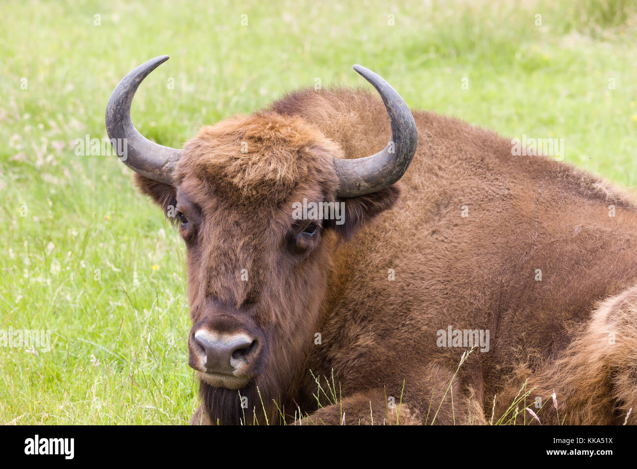 Male species of the European Bison in grasslands Stock Photo - Alamy
