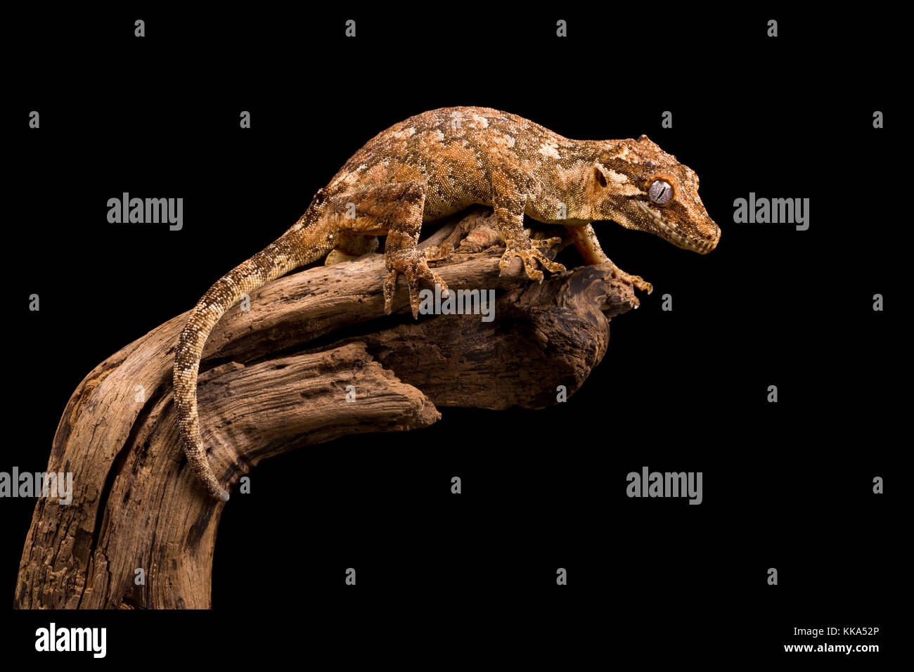 Gargoyle gecko on a dead tree branch Stock Photo - Alamy