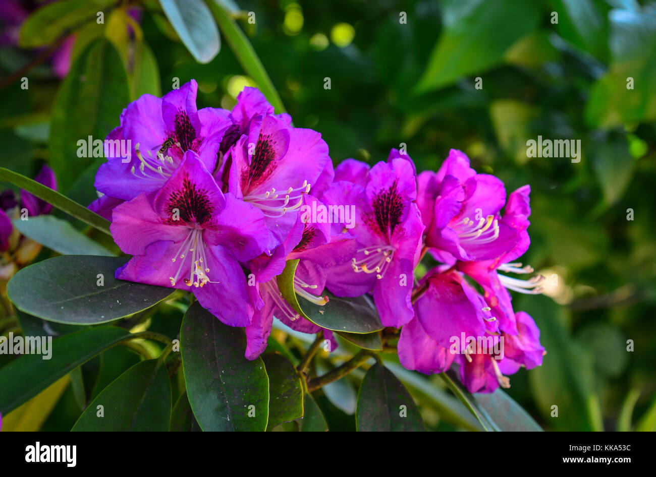 Rhododendron flowers at the botanic garden in Ashikaga, Japan Stock ...