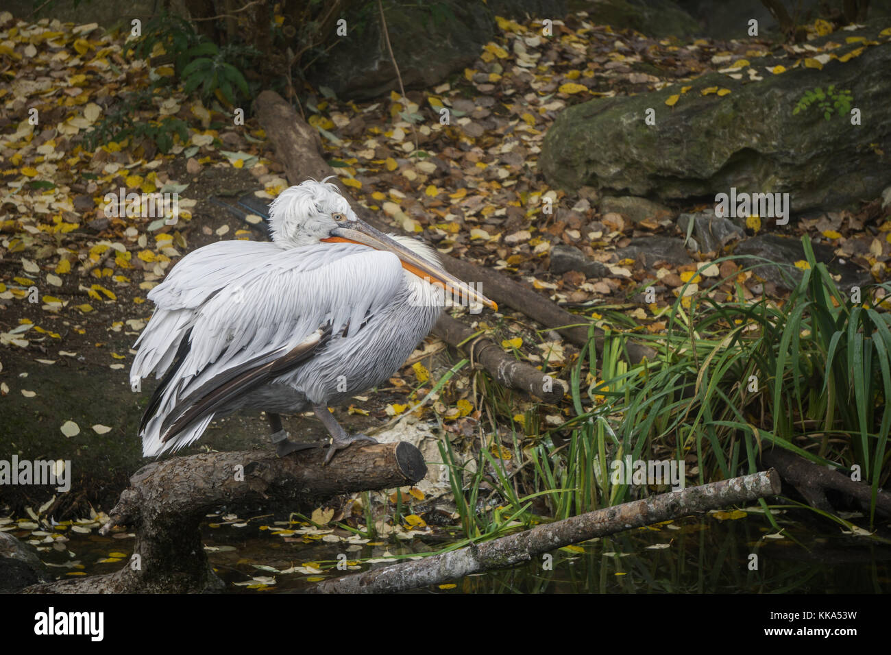 Pelican resting on a tree branch on a cold, gloomy morning Stock Photo ...