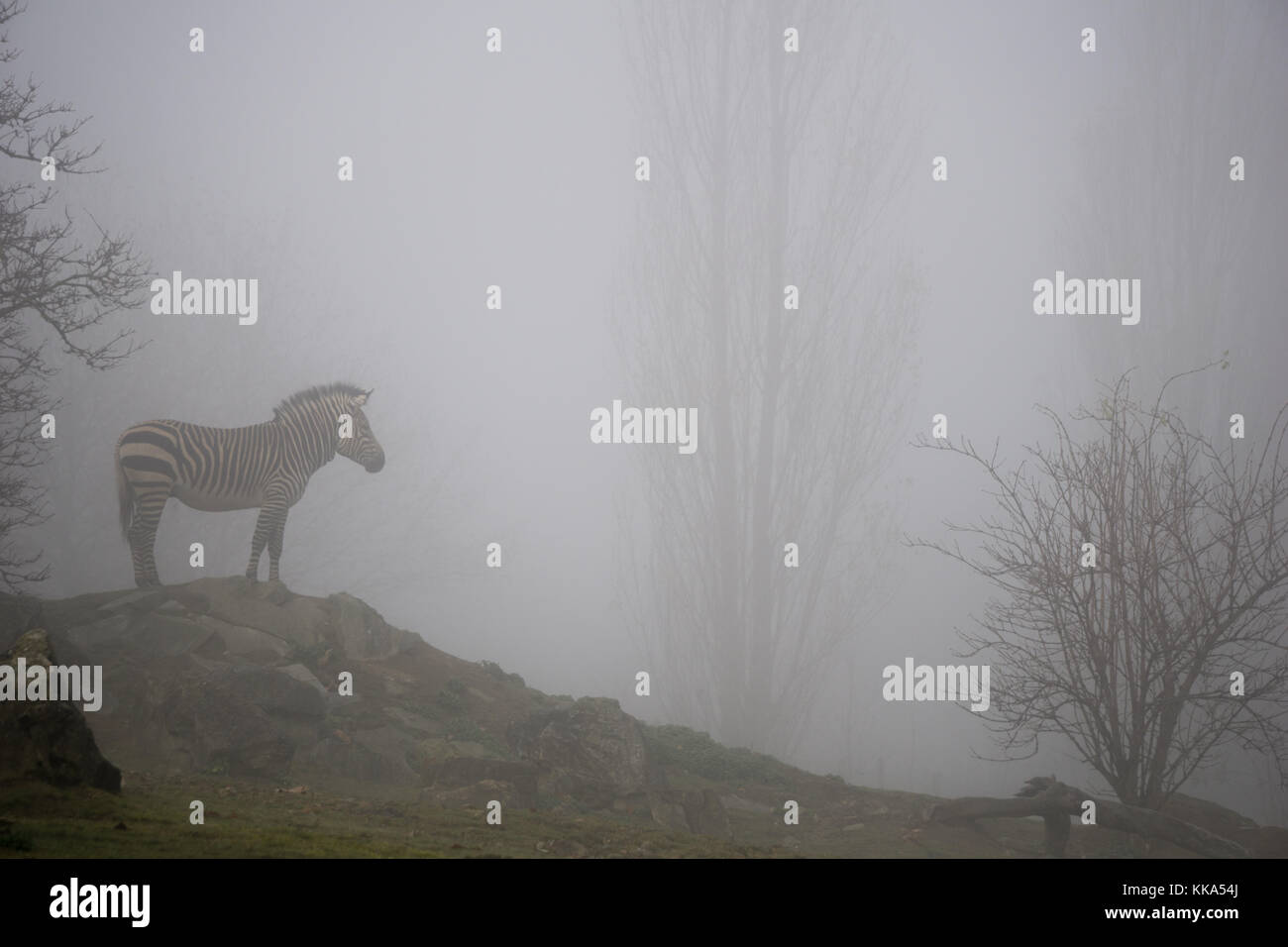 African zebra standing alone hi-res stock photography and images - Alamy