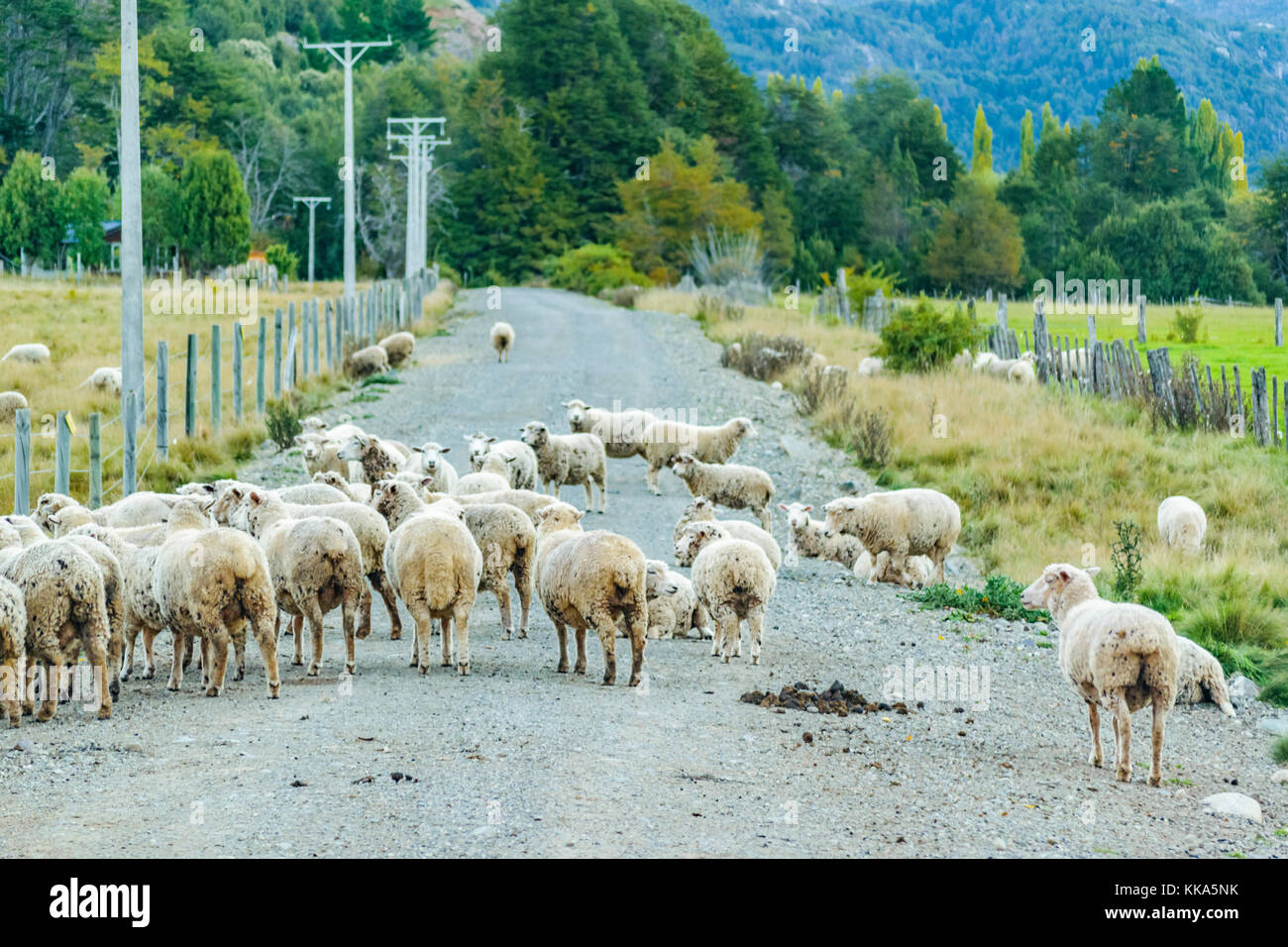 Sheep farming patagonia hi-res stock photography and images - Alamy