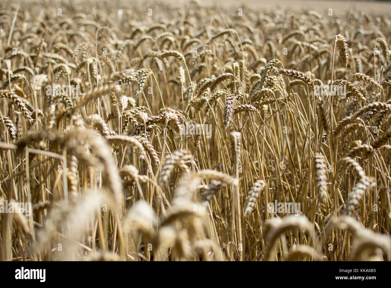 Wheat crop field growing in sunshine Stock Photo - Alamy