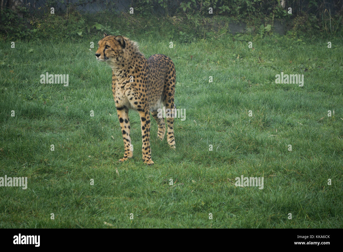 Cheetah looking intensely to the left Stock Photo - Alamy