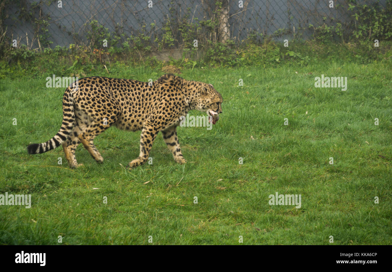 Enclosure captive captivity african grass hi-res stock photography and ...