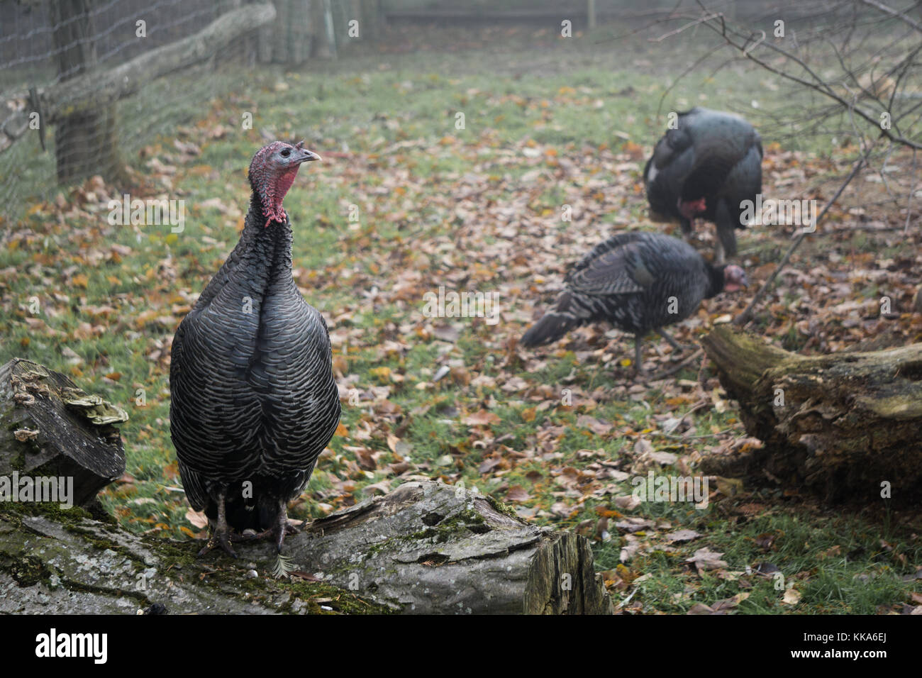 Wild turkeys inside their enclosure at Herberstein zoo in Austria Stock ...