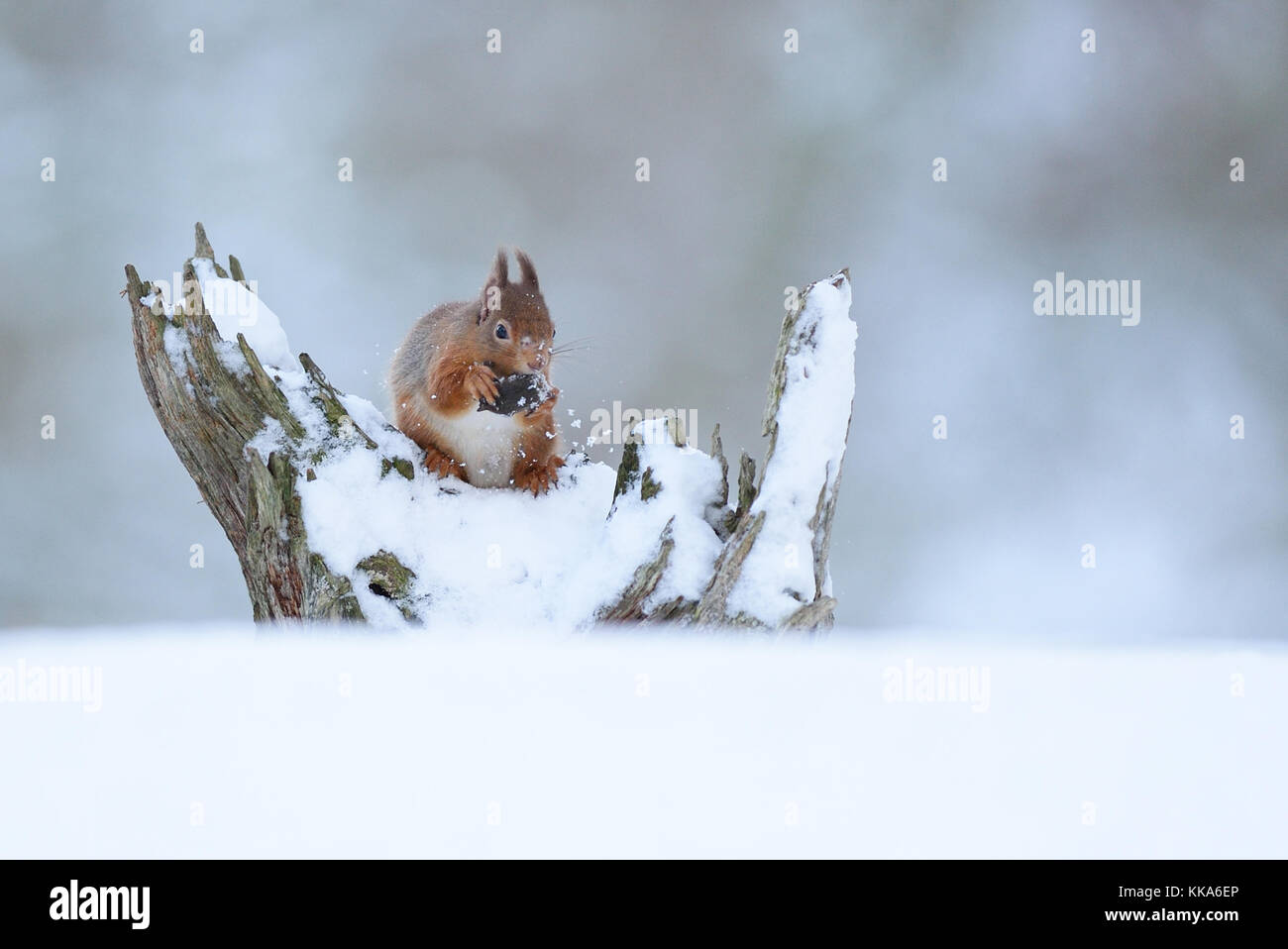 Scottish Winter Wildlife Stock Photo - Alamy