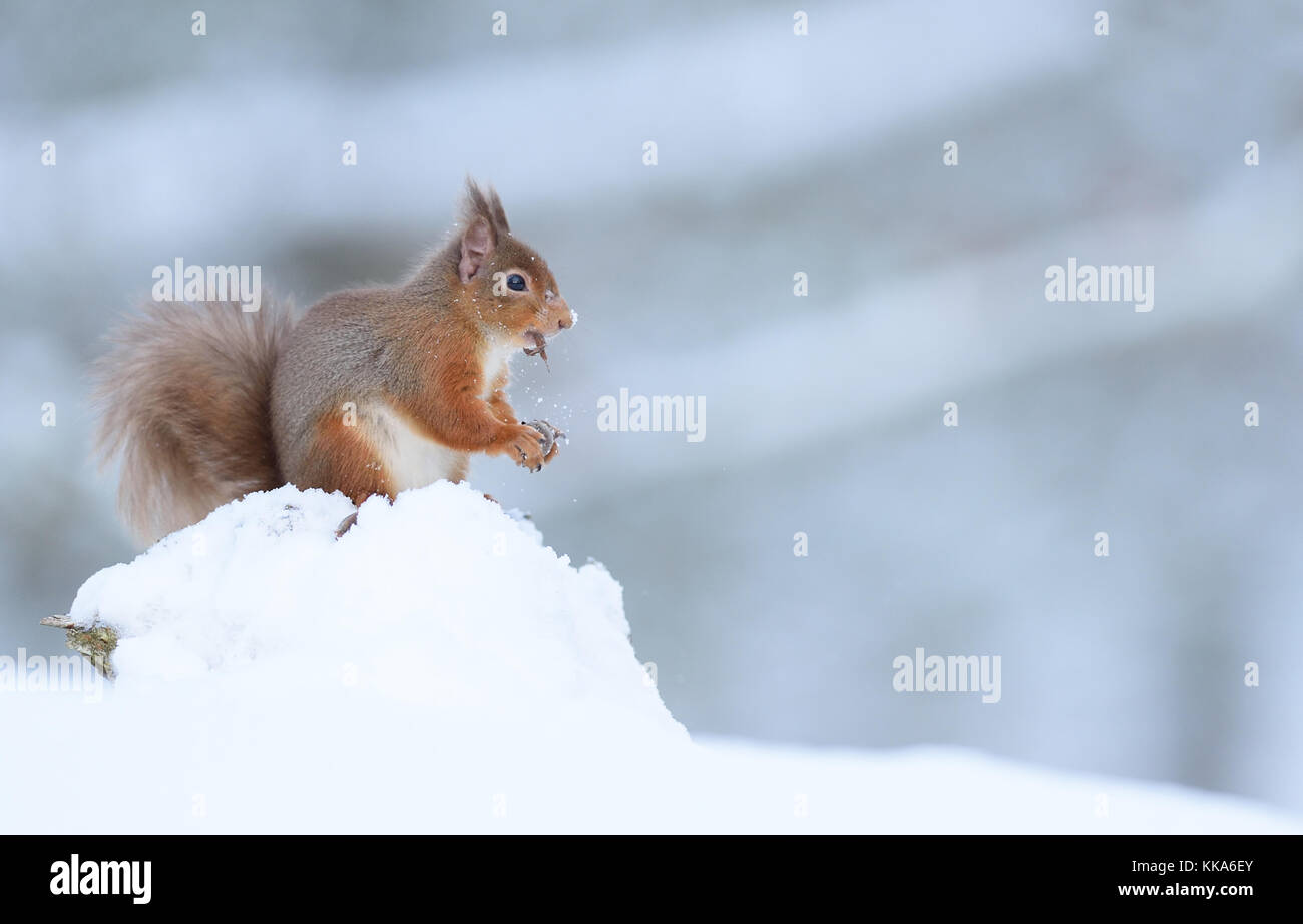 Scottish Winter Wildlife Stock Photo - Alamy