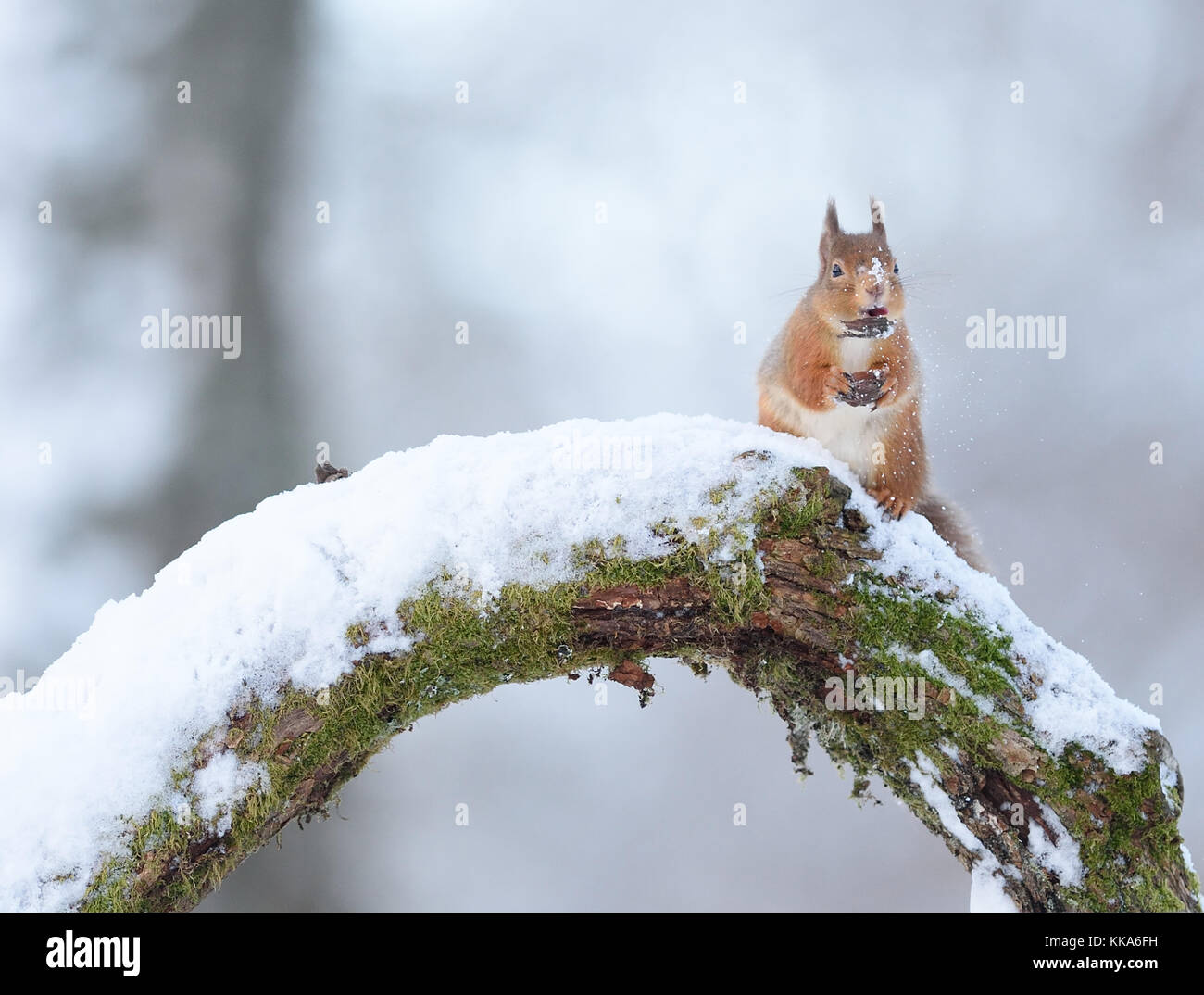 Scottish Winter Wildlife Stock Photo - Alamy