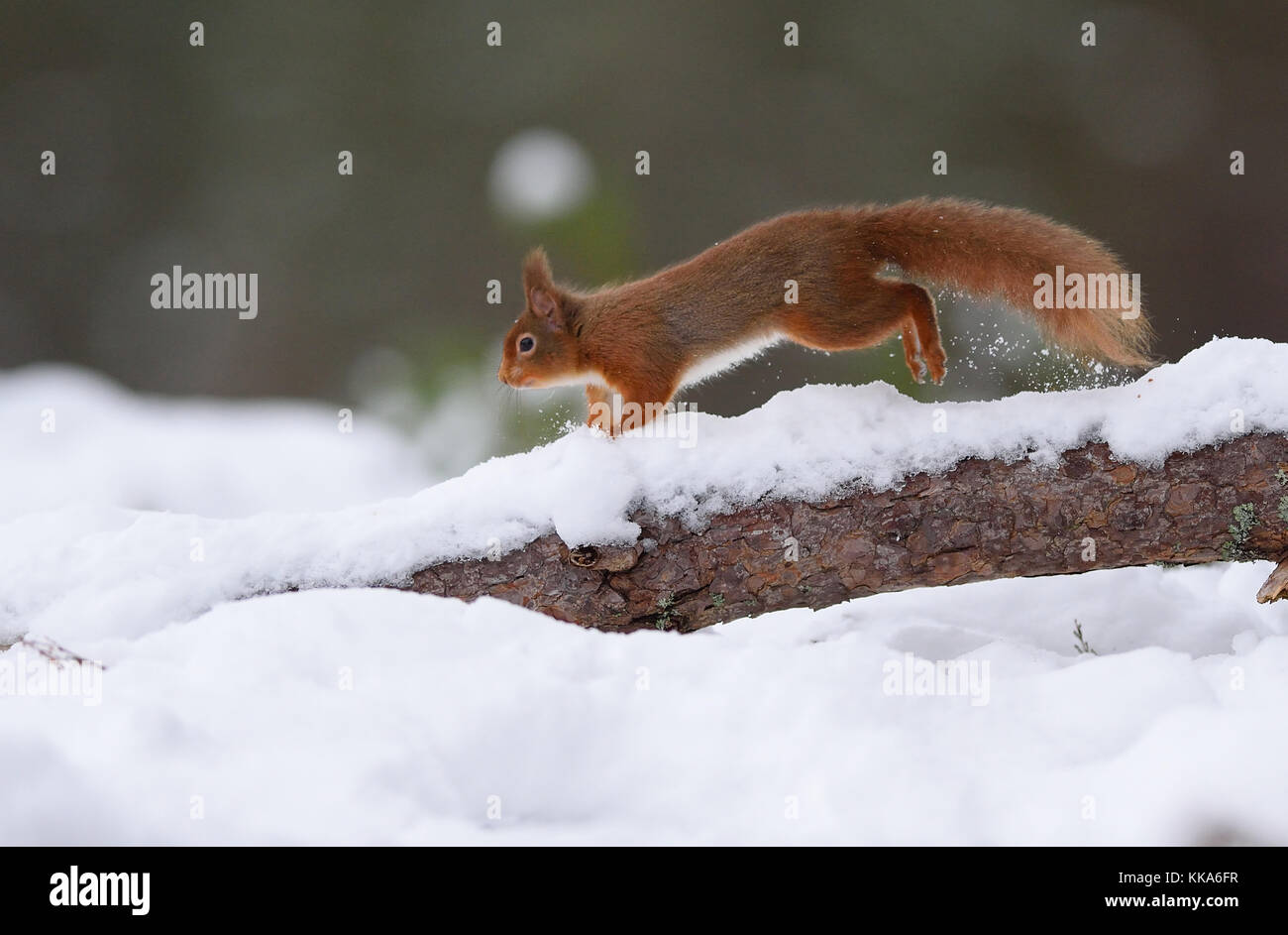 Scottish Winter Wildlife Stock Photo - Alamy