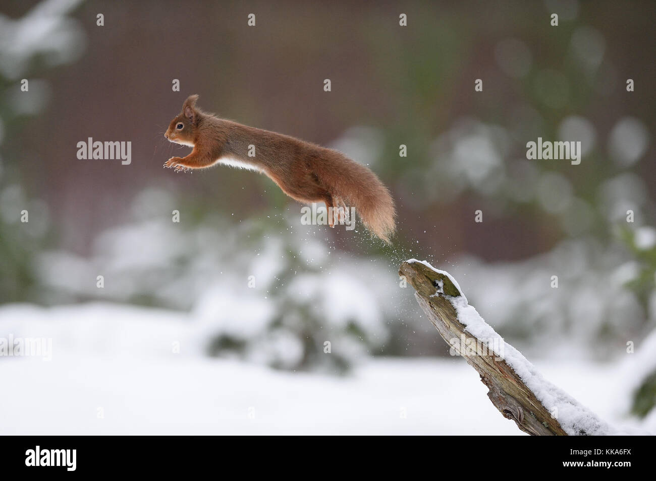 Scottish Winter Wildlife Stock Photo - Alamy