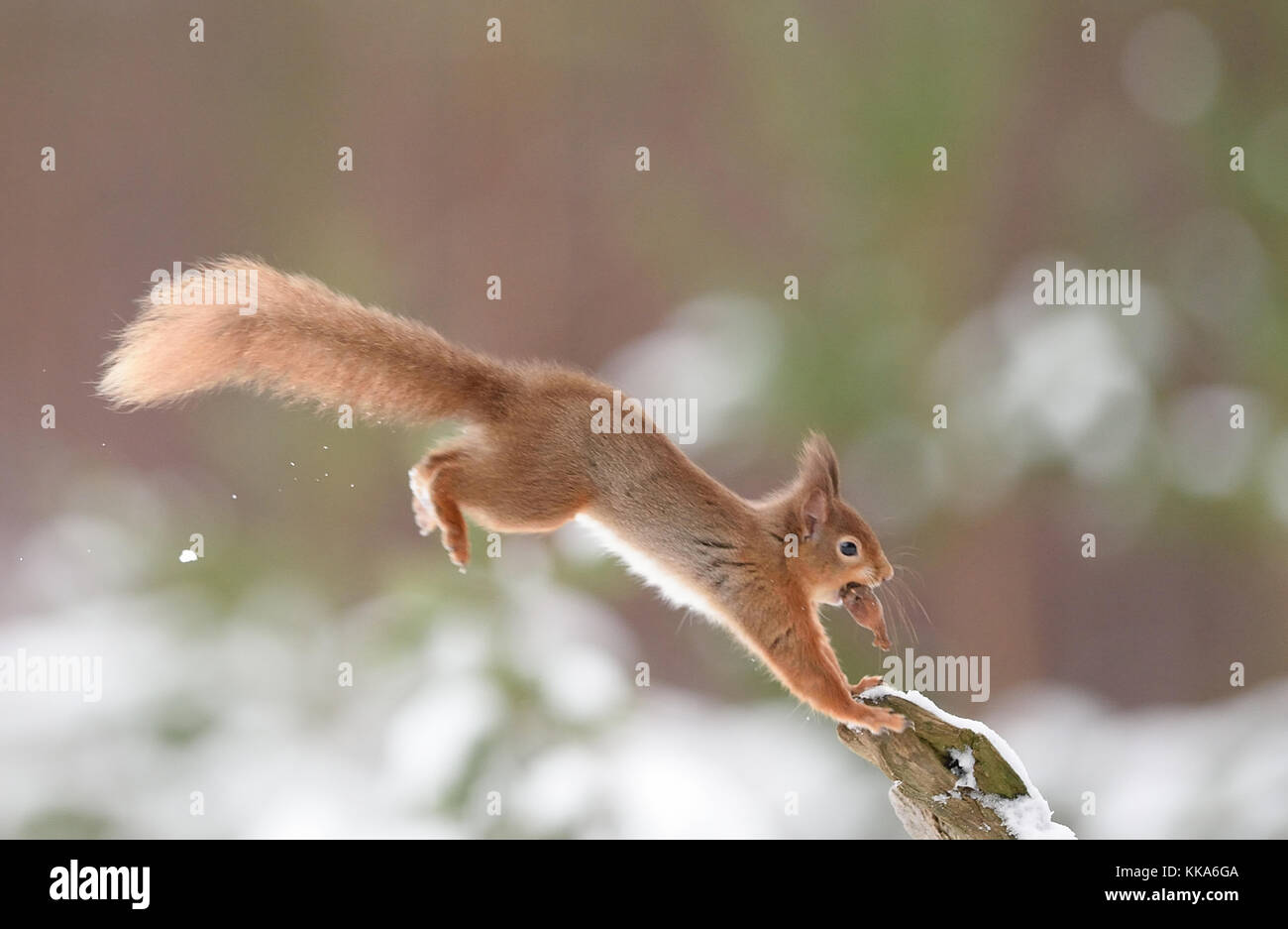 Scottish Winter Wildlife Stock Photo - Alamy
