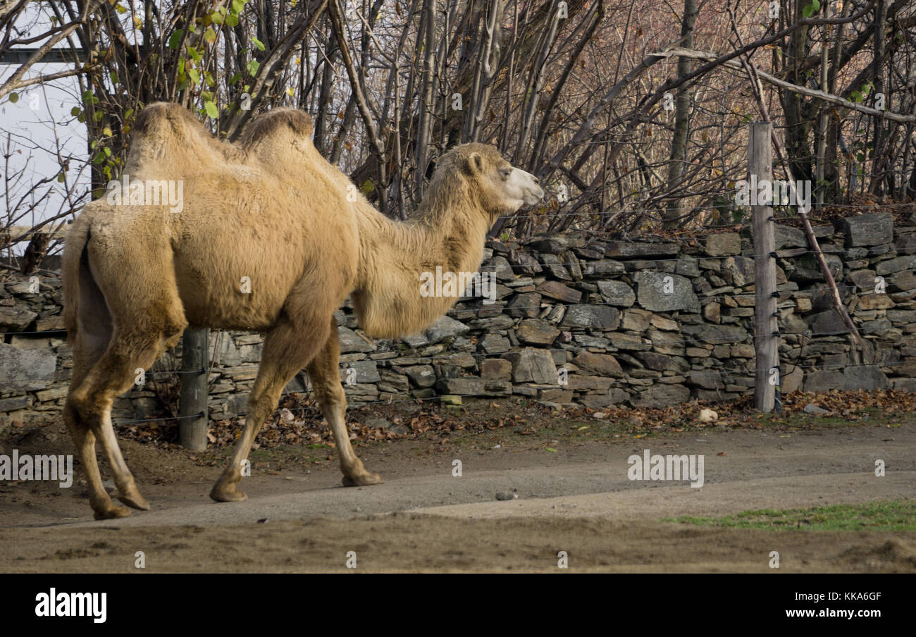 Camel walking near the wall of its zoo enclosure Stock Photo - Alamy