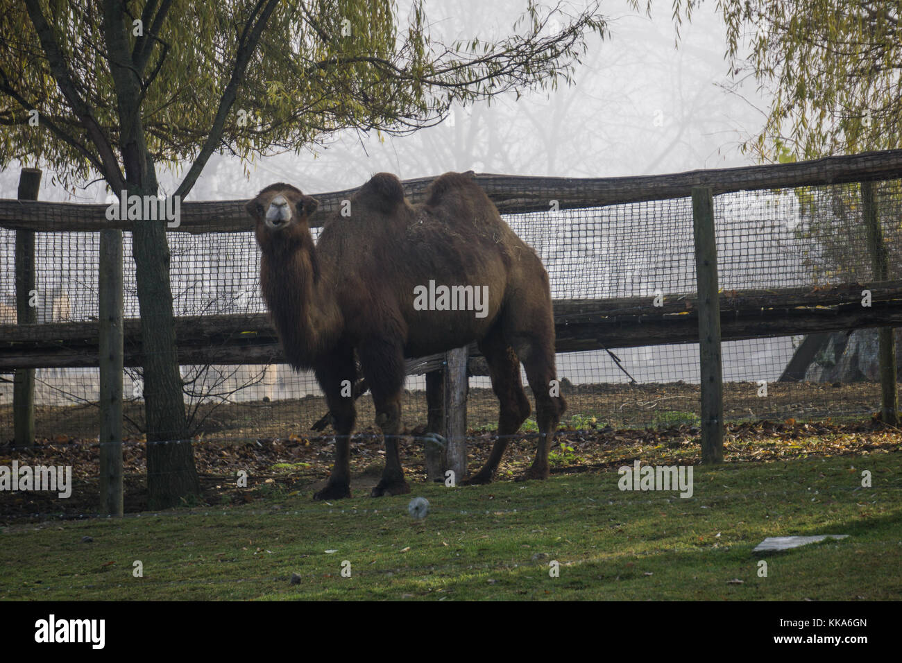 Camel standing next to a tree near the enclosure fence at the zoo Stock ...