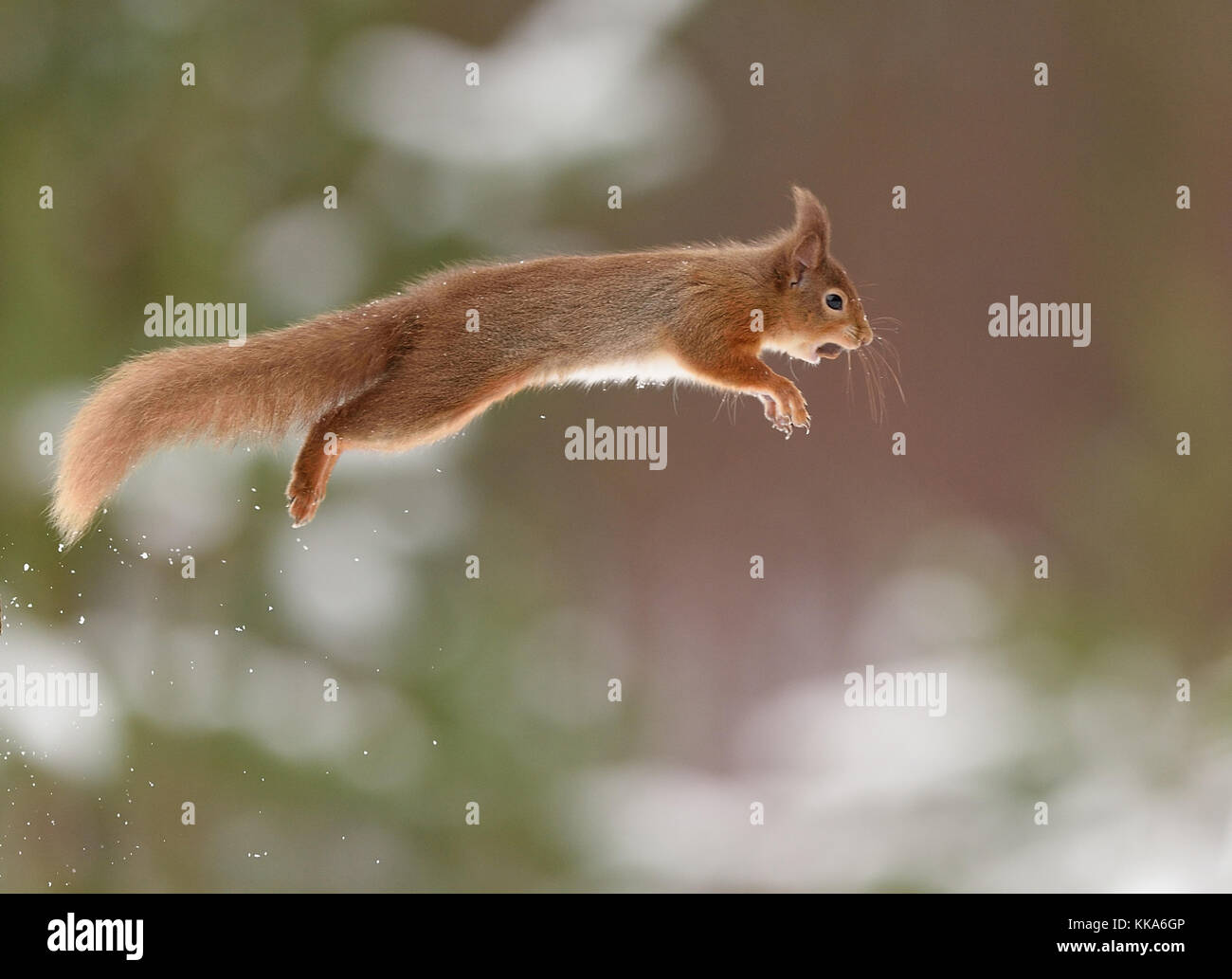 Scottish Winter Wildlife Stock Photo - Alamy