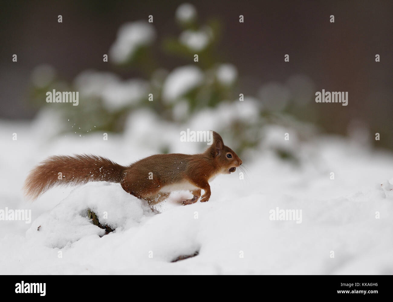Scottish Winter Wildlife Stock Photo - Alamy