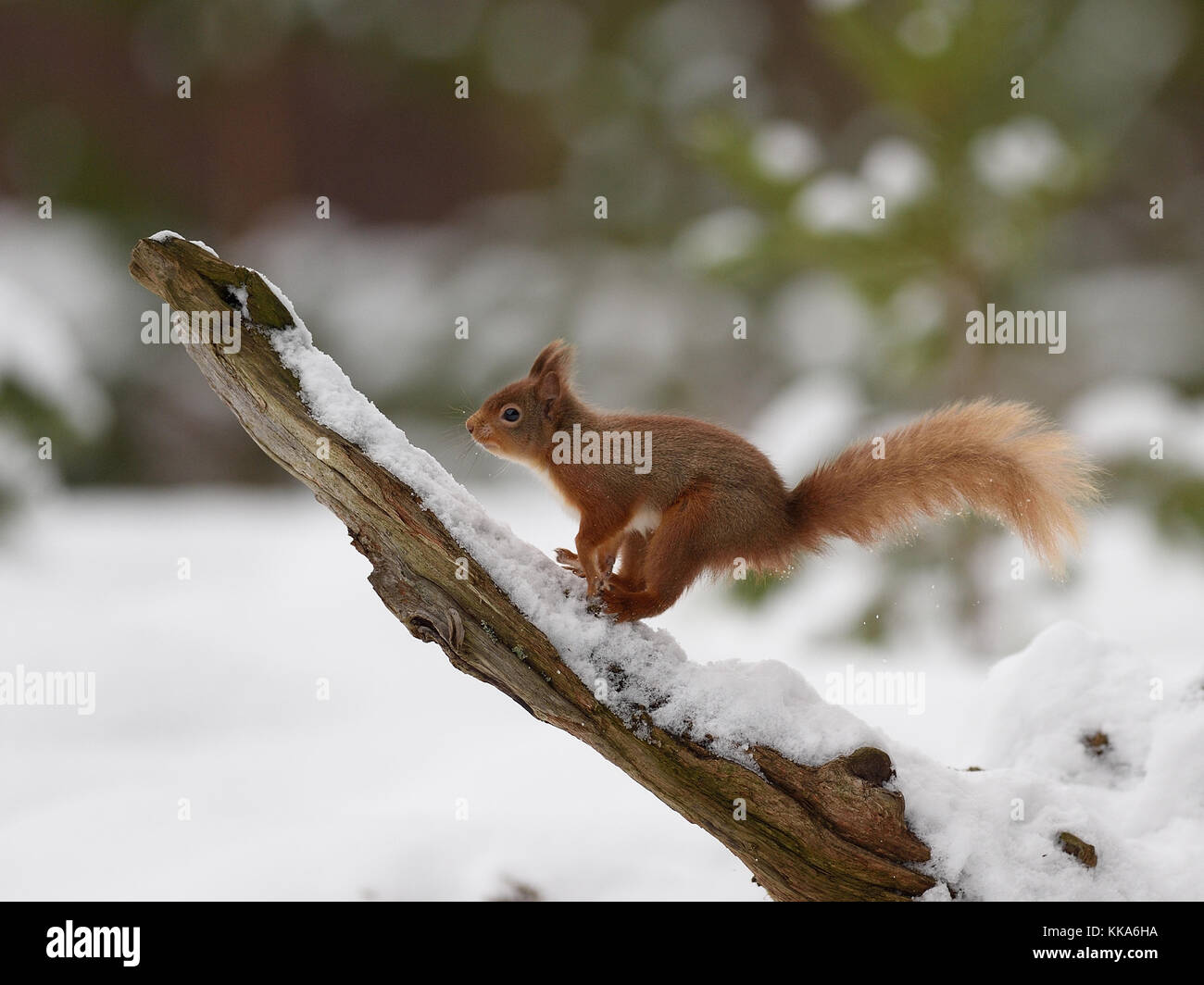 Scottish Winter Wildlife Stock Photo - Alamy