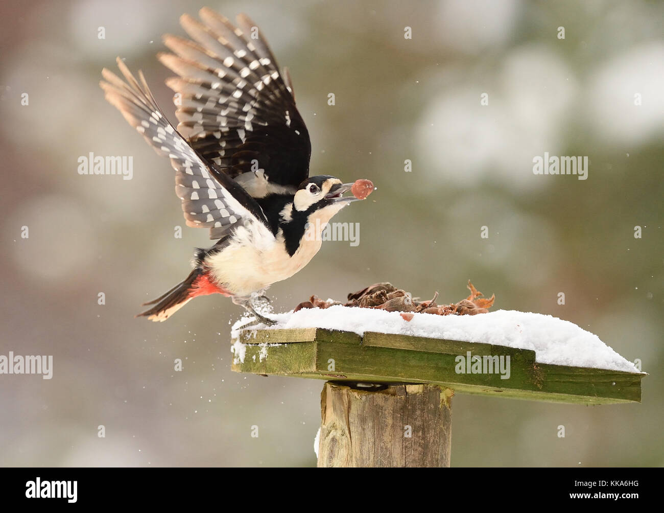 Scottish Winter Wildlife Stock Photo - Alamy