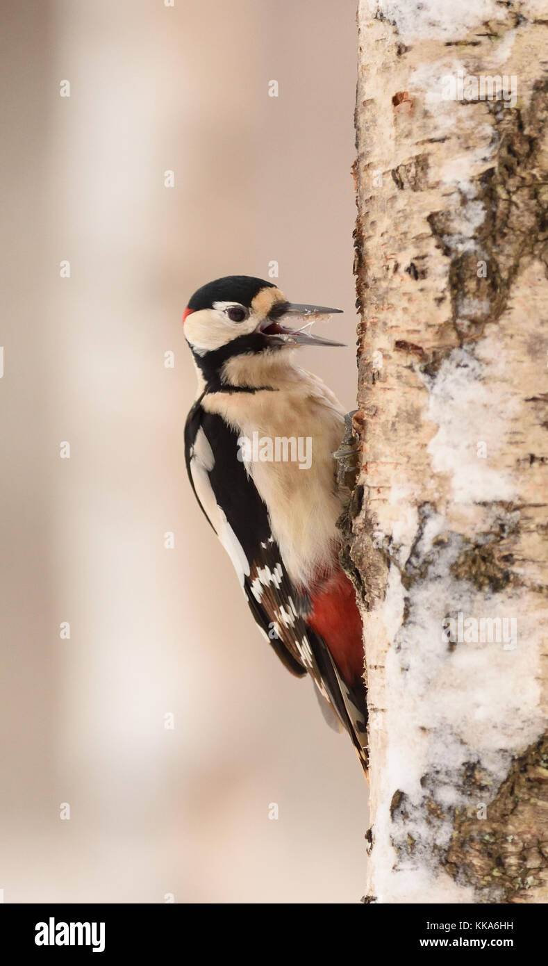 Scottish Winter Wildlife Stock Photo - Alamy