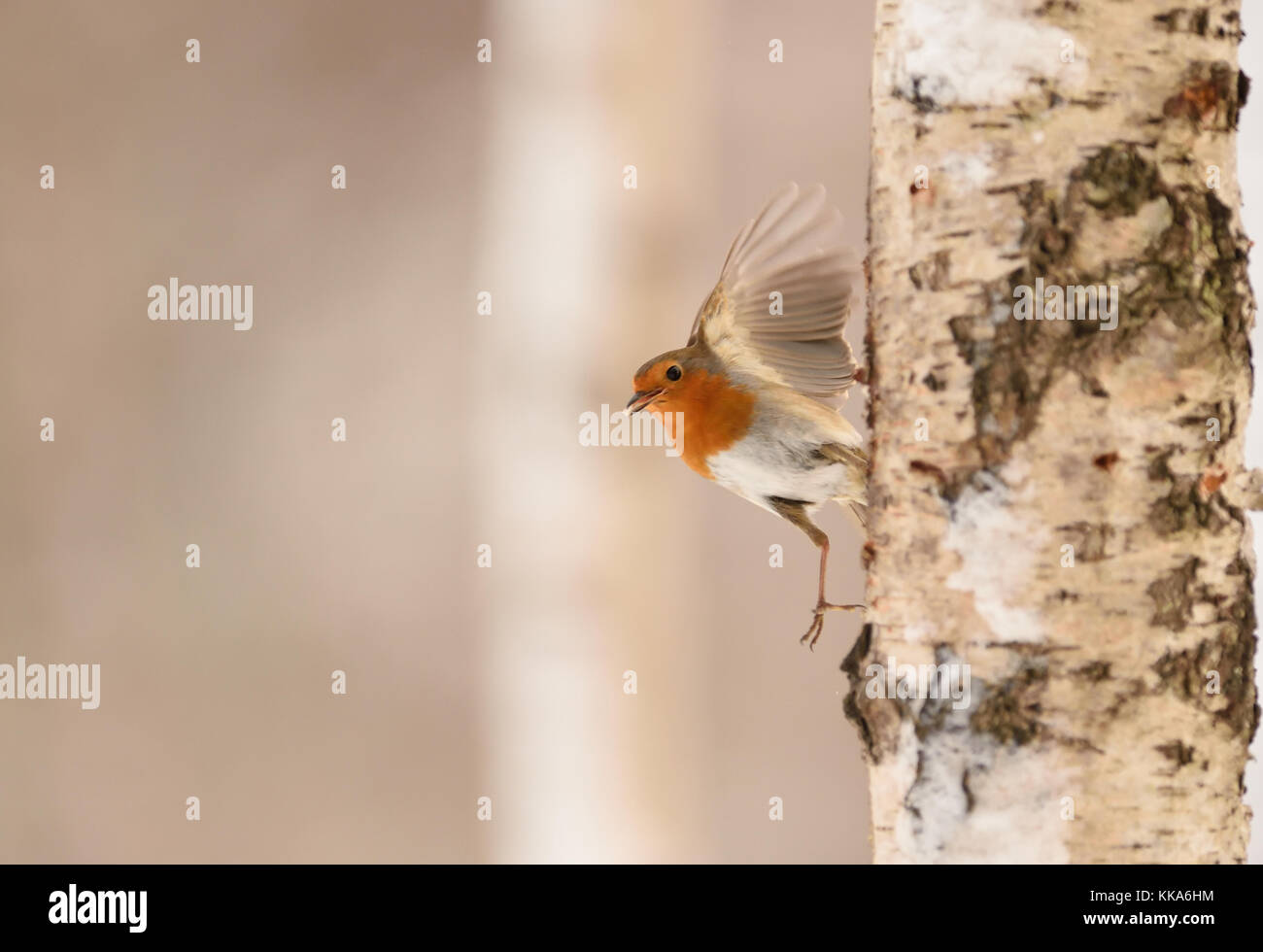 Scottish Winter Wildlife Stock Photo - Alamy