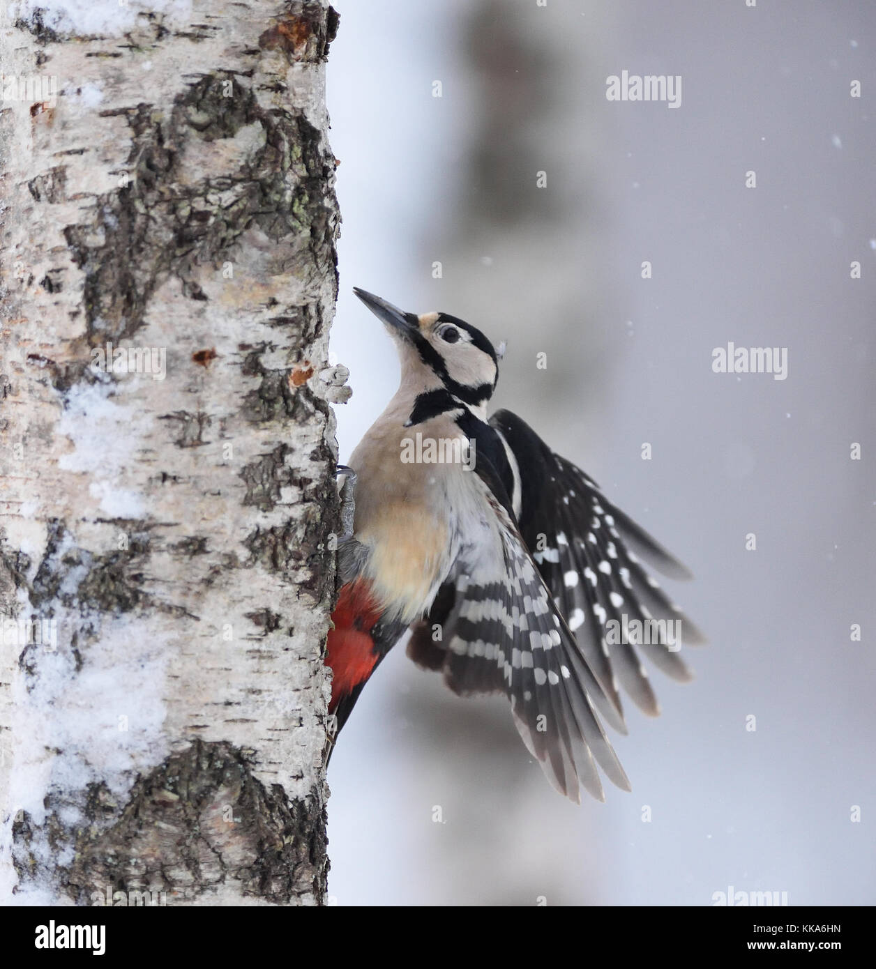 Scottish Winter Wildlife Stock Photo - Alamy