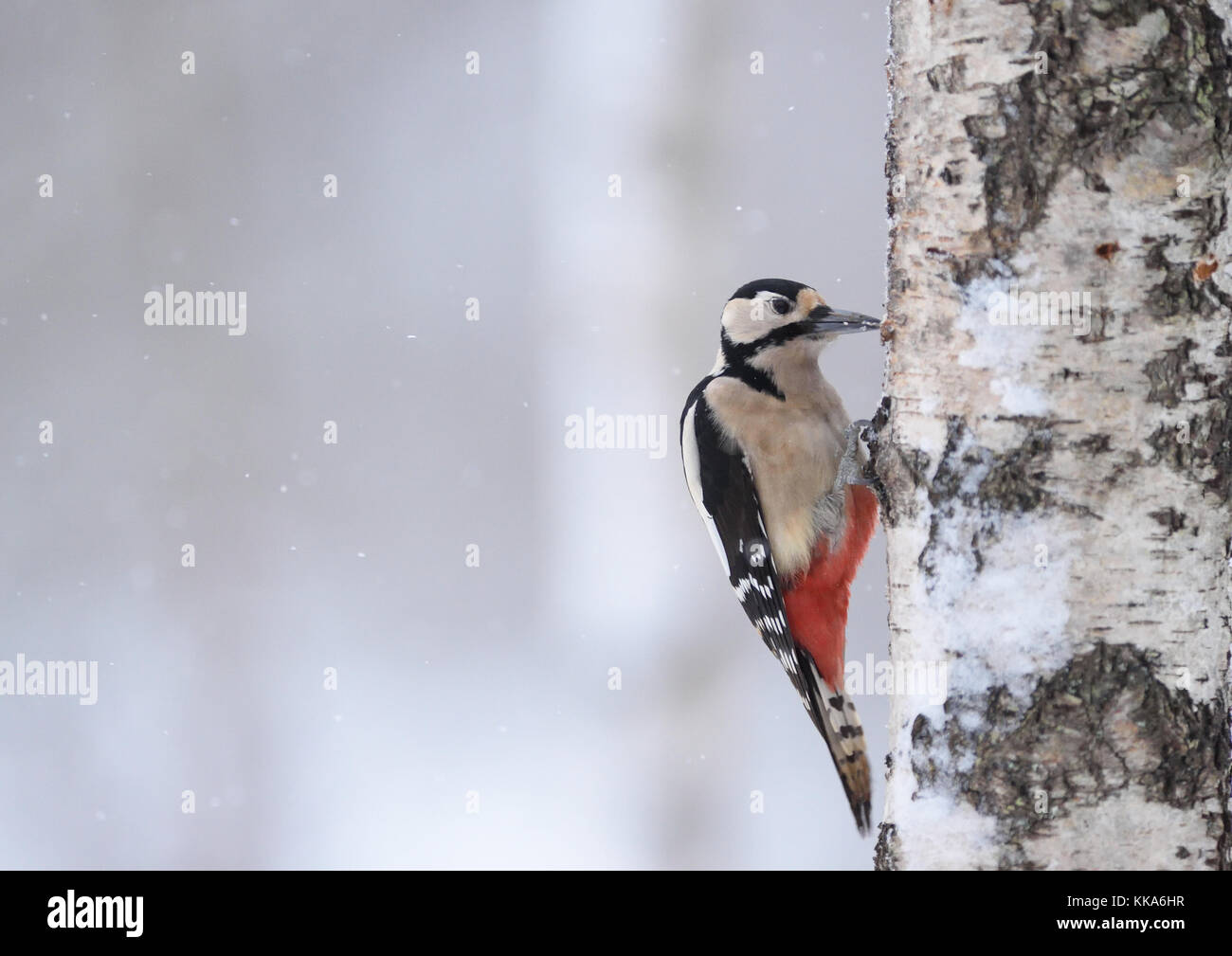 Scottish Winter Wildlife Stock Photo - Alamy
