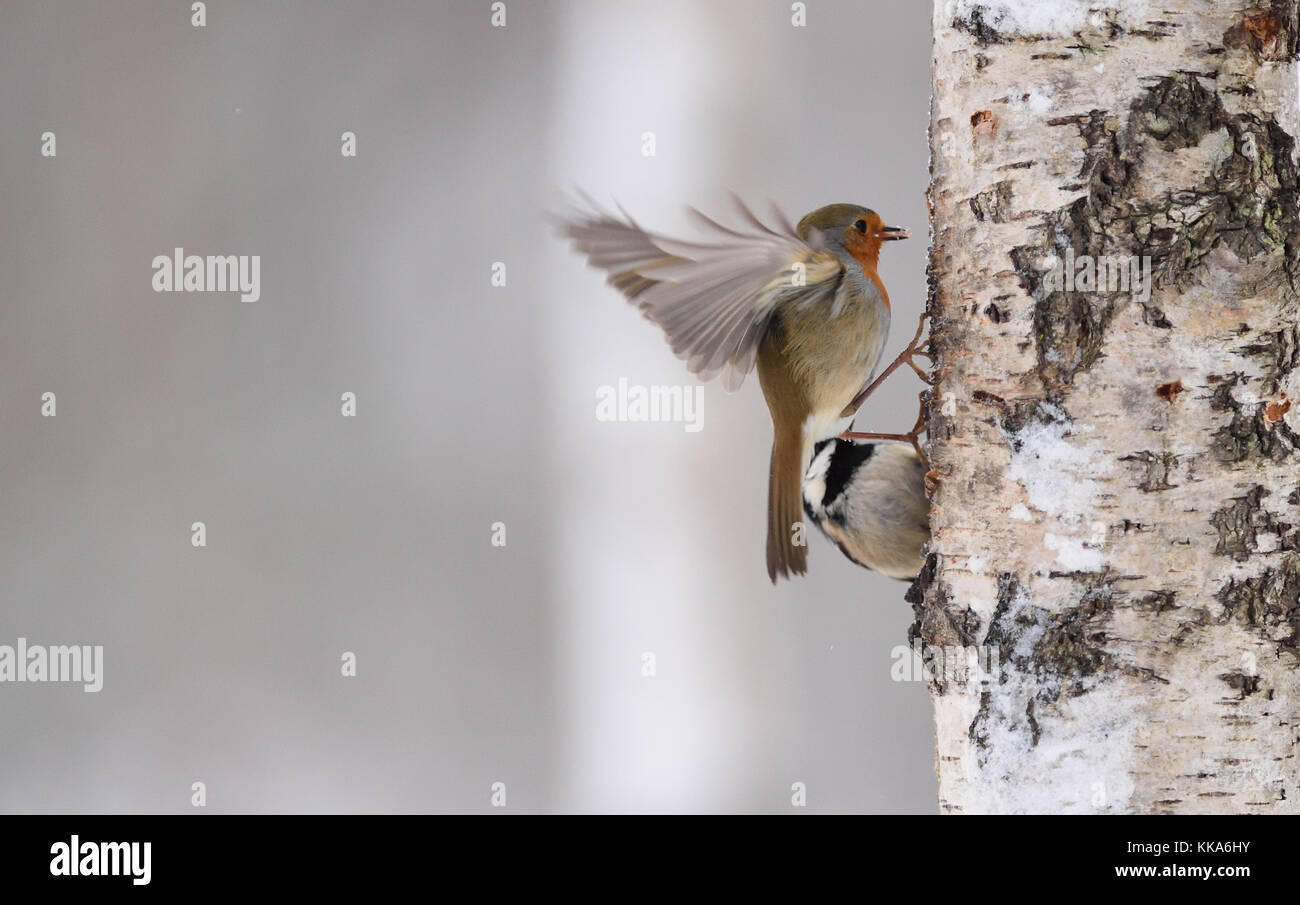 Scottish Winter Wildlife Stock Photo - Alamy