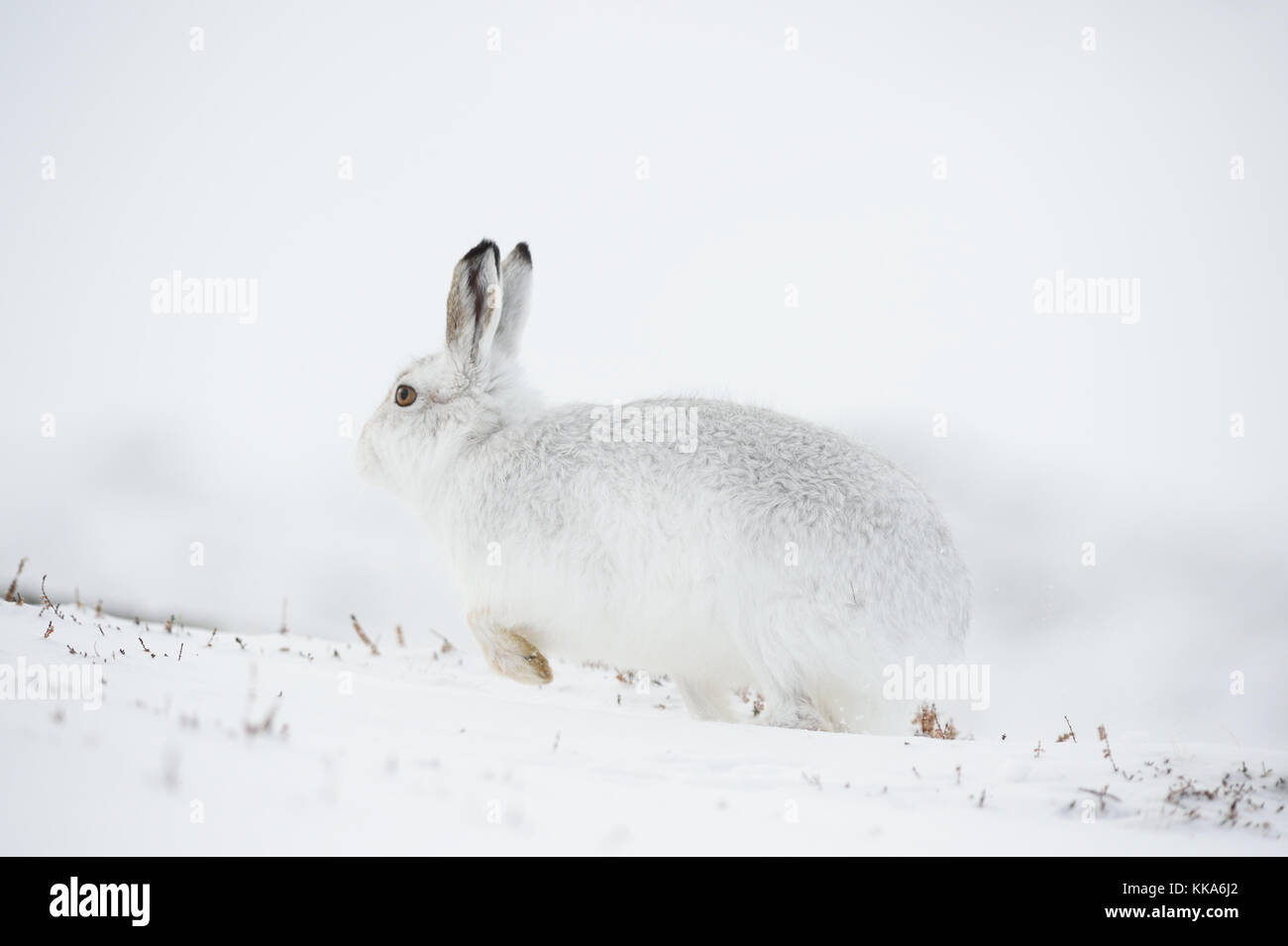 Findhorn valley winter hi-res stock photography and images - Alamy
