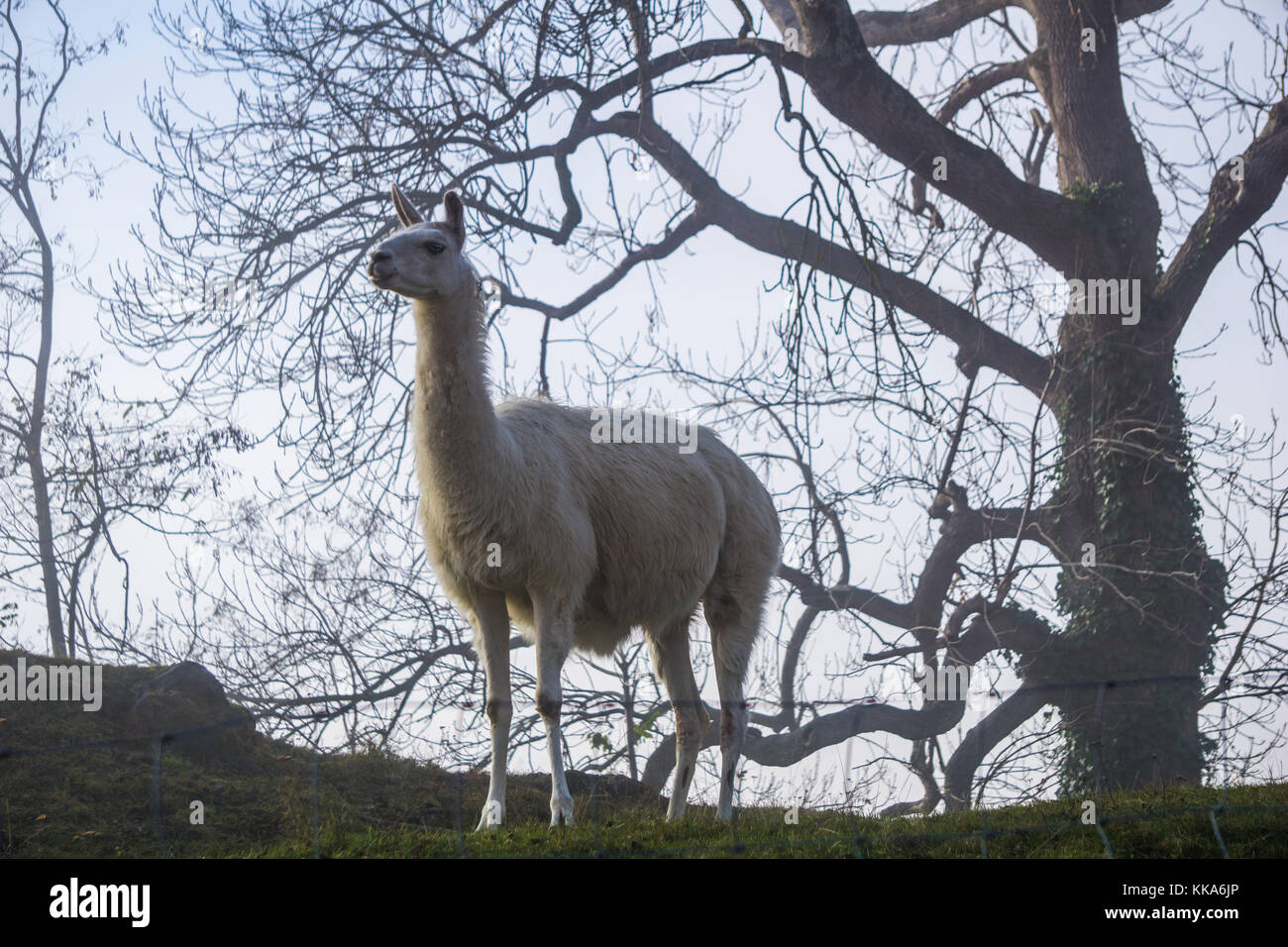 White lama standing on a hilltop near a large tree Stock Photo - Alamy