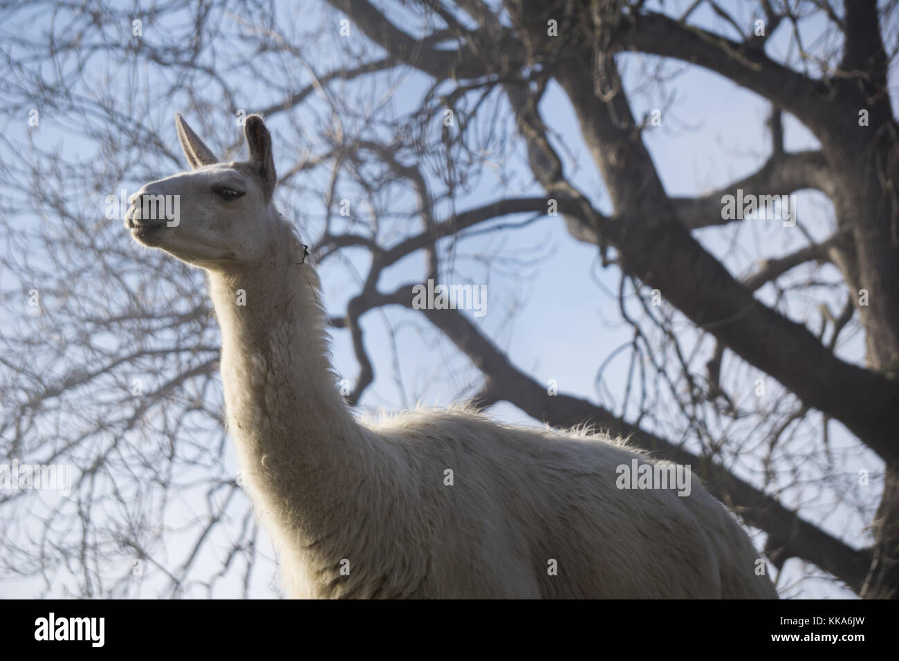 Alpaca in white background hi-res stock photography and images - Alamy
