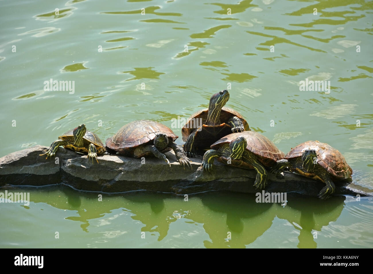 Turtles on the lake Stock Photo - Alamy