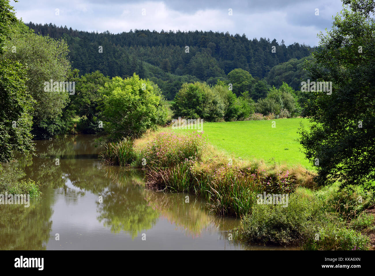 The River Taw at Eggesford, Devon, UK Stock Photo - Alamy