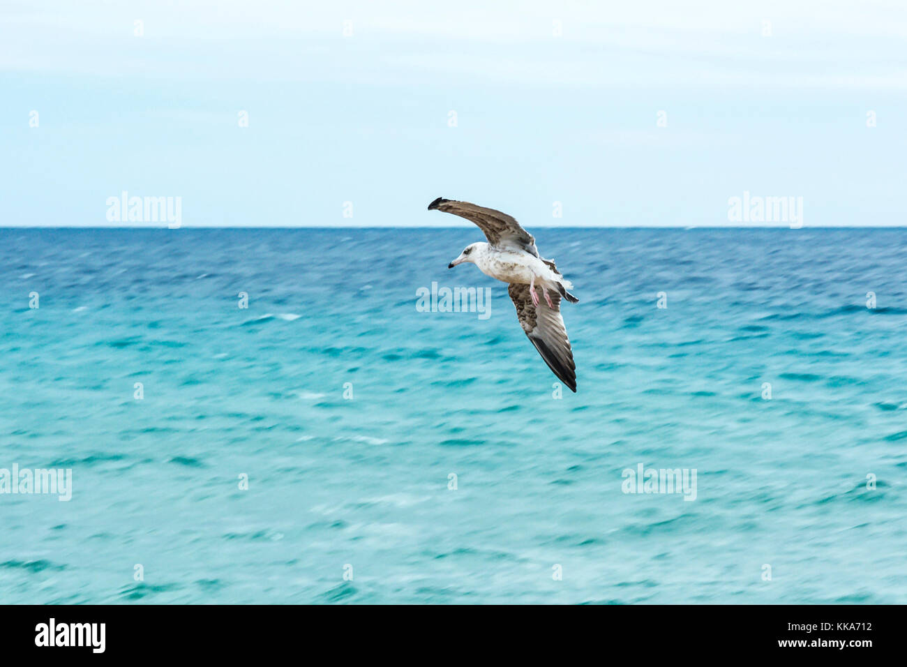 The flight of the seagull with its wings spread out against the ...