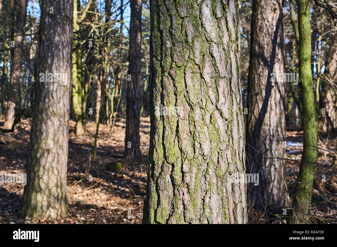 Deciduous forest trees in the winter in Poland Stock Photo - Alamy