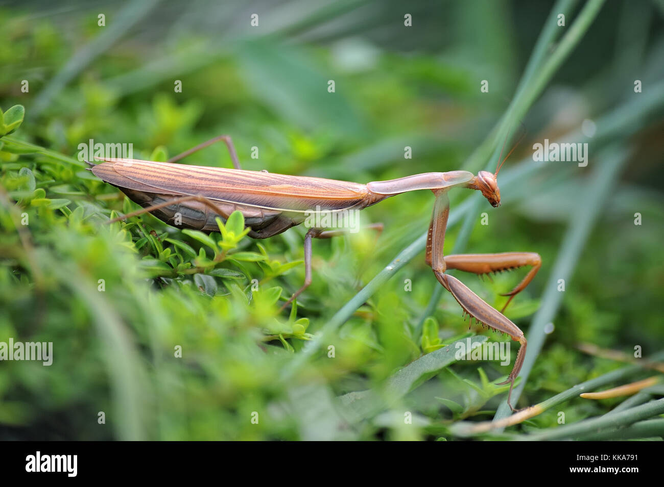 Owady chronione hi-res stock photography and images - Alamy