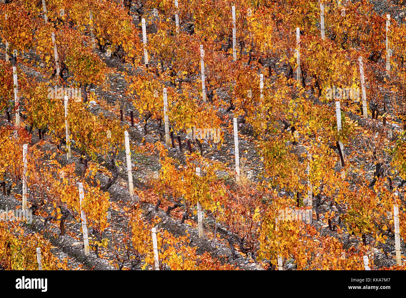 Autumnal vineyard close-up Stock Photo - Alamy