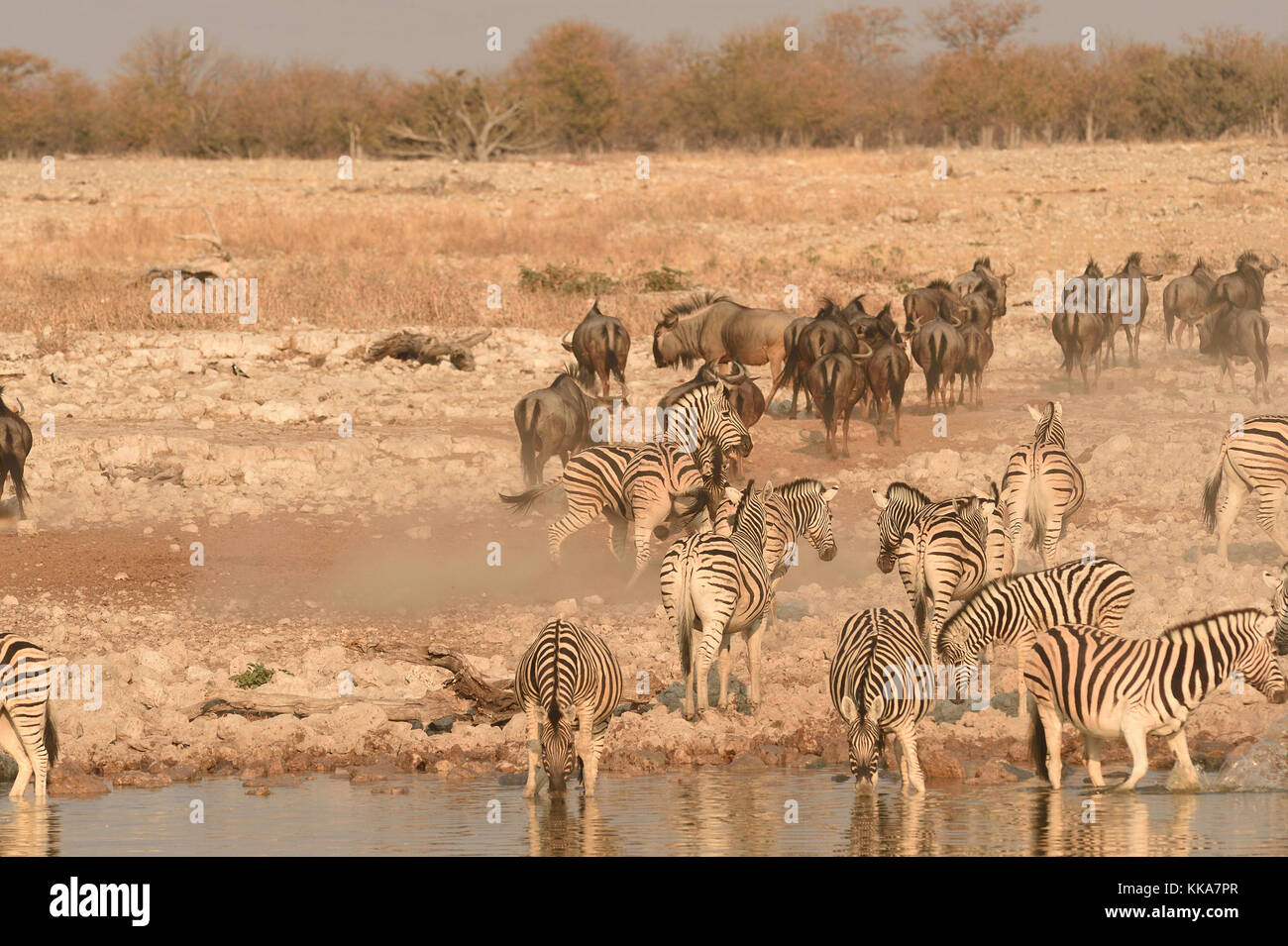 Etosha pan lookout hi-res stock photography and images - Alamy