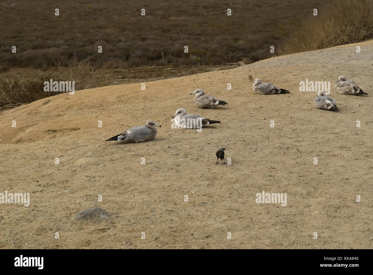 Animal point of view hi-res stock photography and images - Alamy