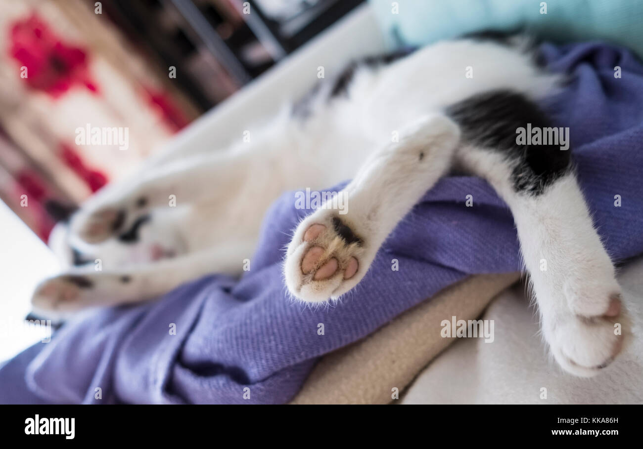 Up on back legs hi-res stock photography and images - Alamy
