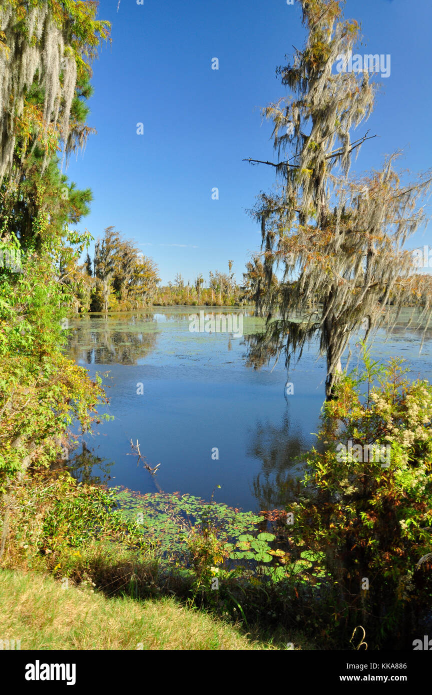 A vast peaceful wetlands area in South Western Georgia, USA Stock Photo ...