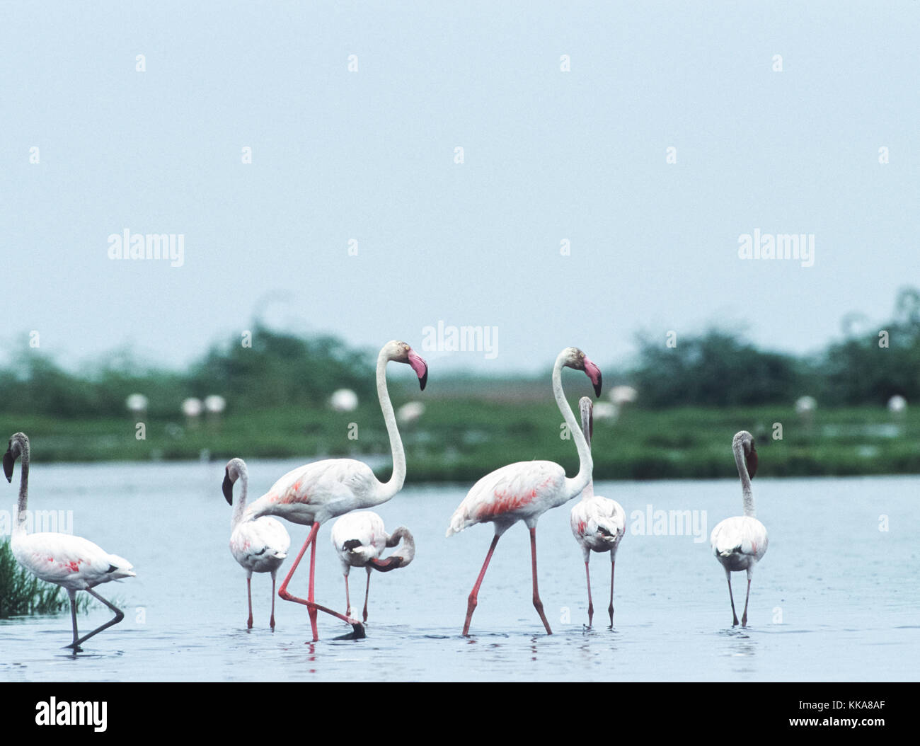 mixed group of Greater Flamingo,(Phoenicopterus roseus) and Lesser ...